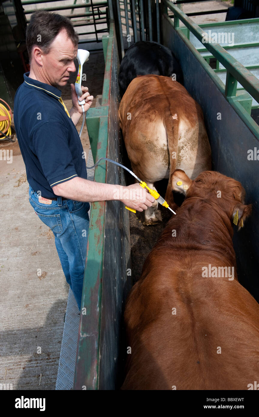 Bovine tapeworm hi-res stock photography and images - Alamy
