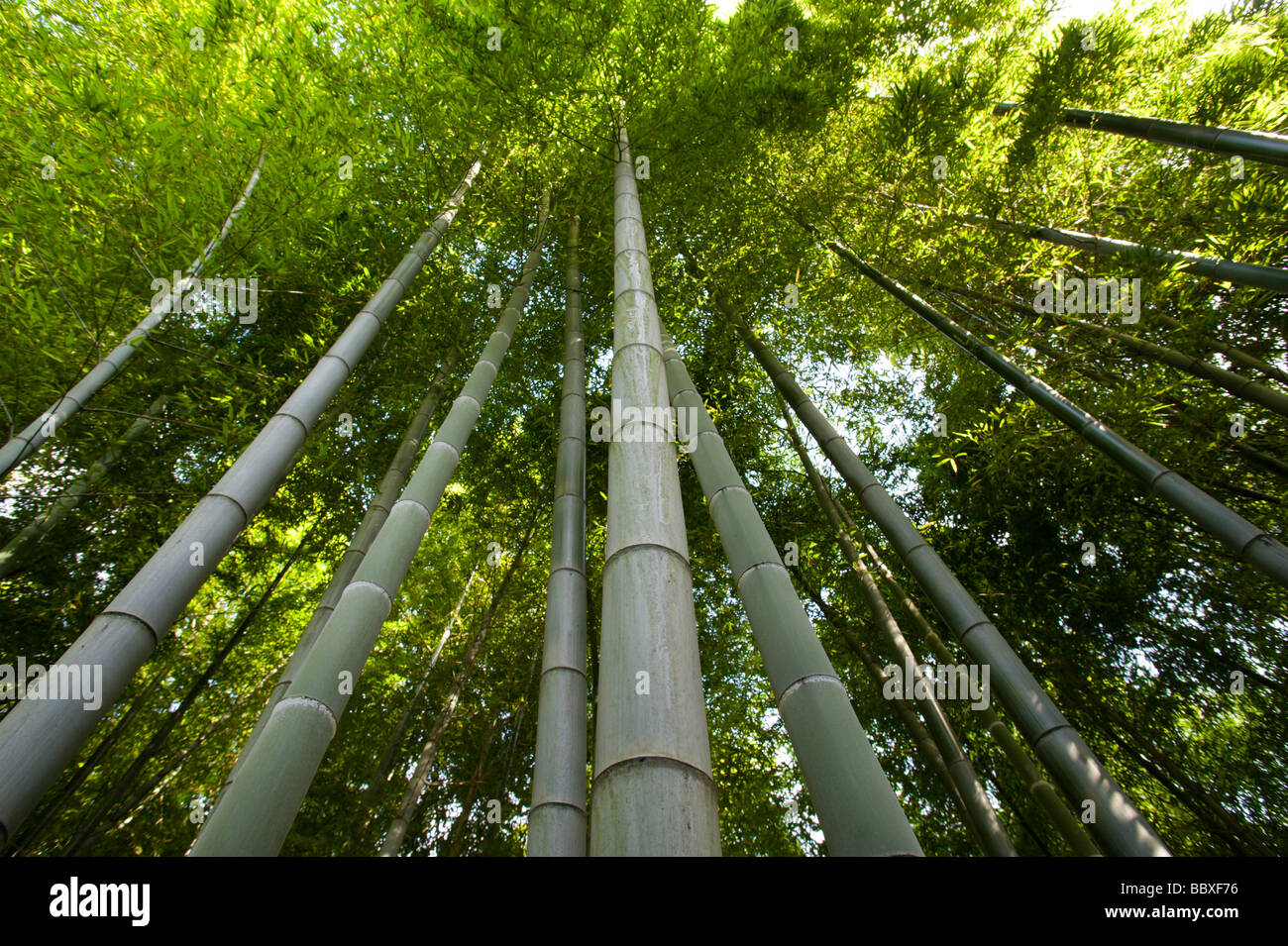 Moso Bamboo High Resolution Stock Photography and Images - Alamy