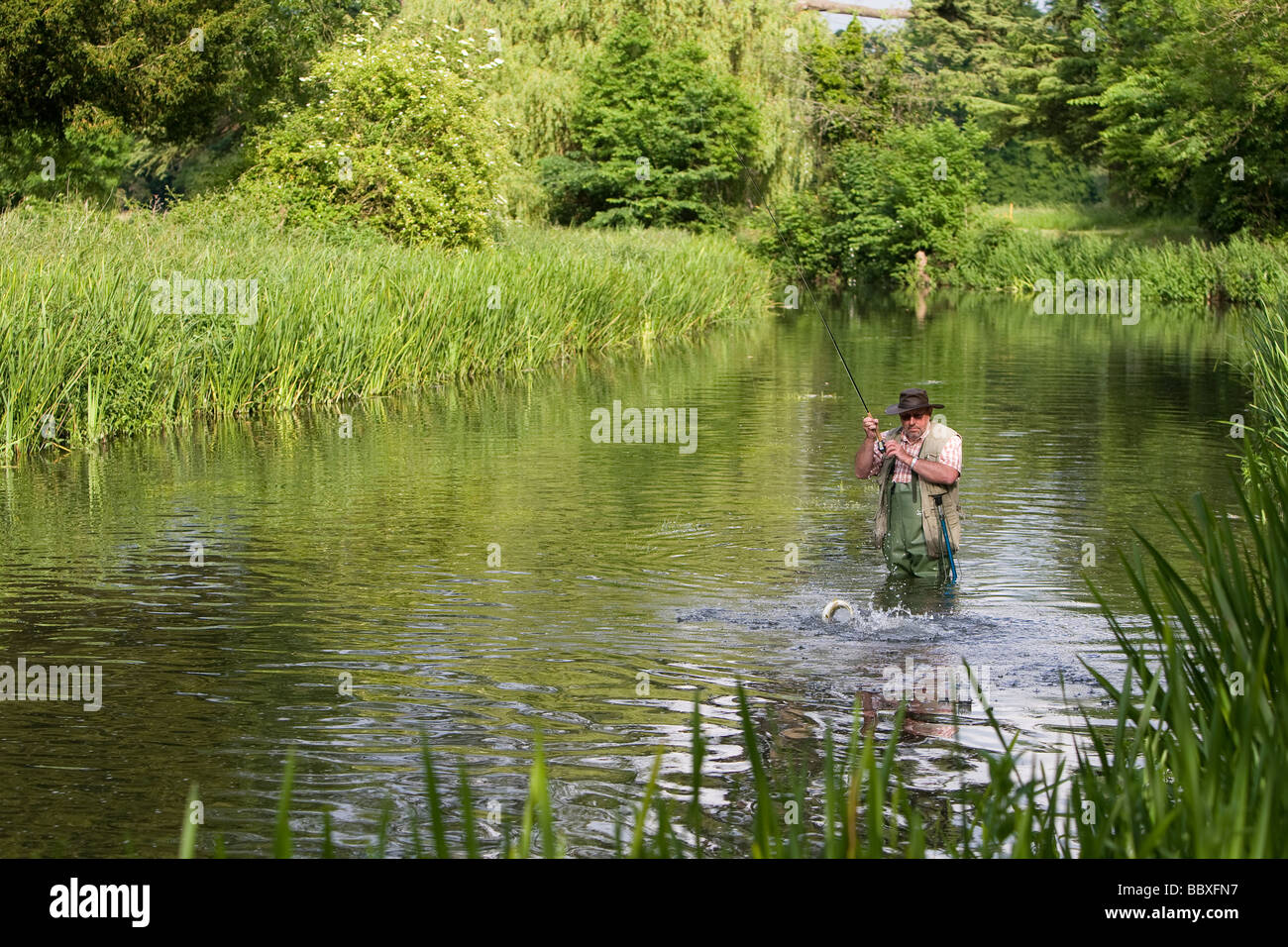 Fly fisherman catching trout in river Stock Photo - Alamy