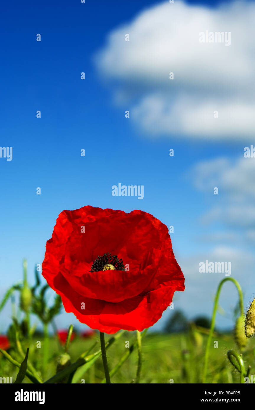 Korn valmue hi-res stock photography and images - Alamy