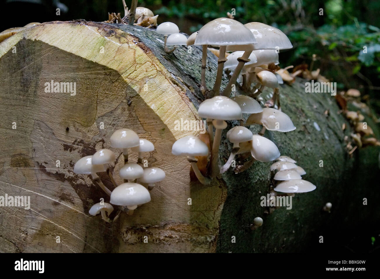 Timber with Porcelain Mushrooms Stock Photo - Alamy