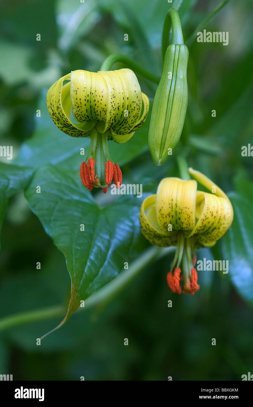 Pyrenean Lily, Yellow Turk's-cap Lily, Yellow Martagon Lily ( Lilium ...