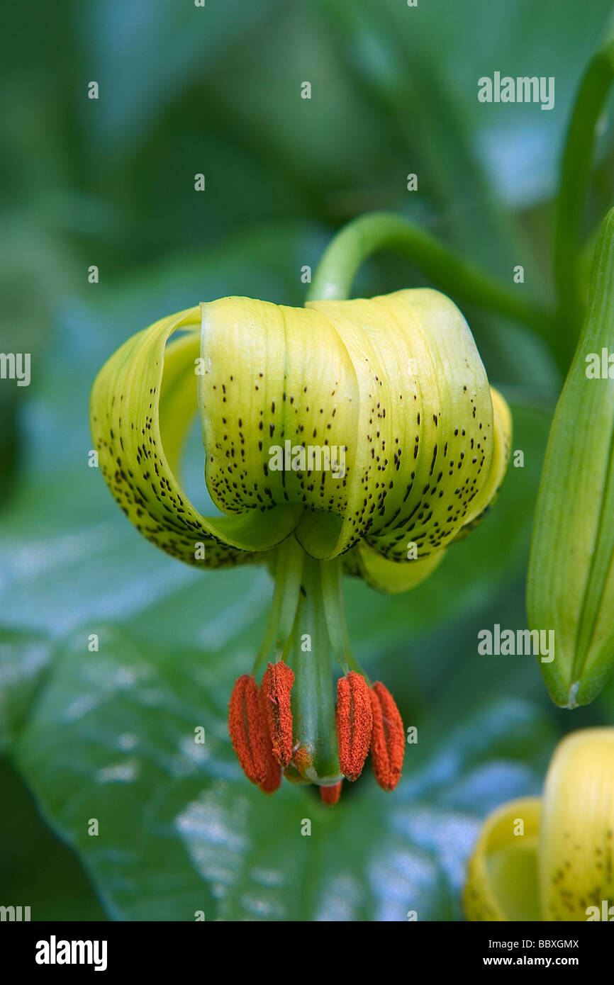 Pyrenean Lily, Yellow Turk's-cap Lily, Yellow Martagon Lily ( Lilium ...