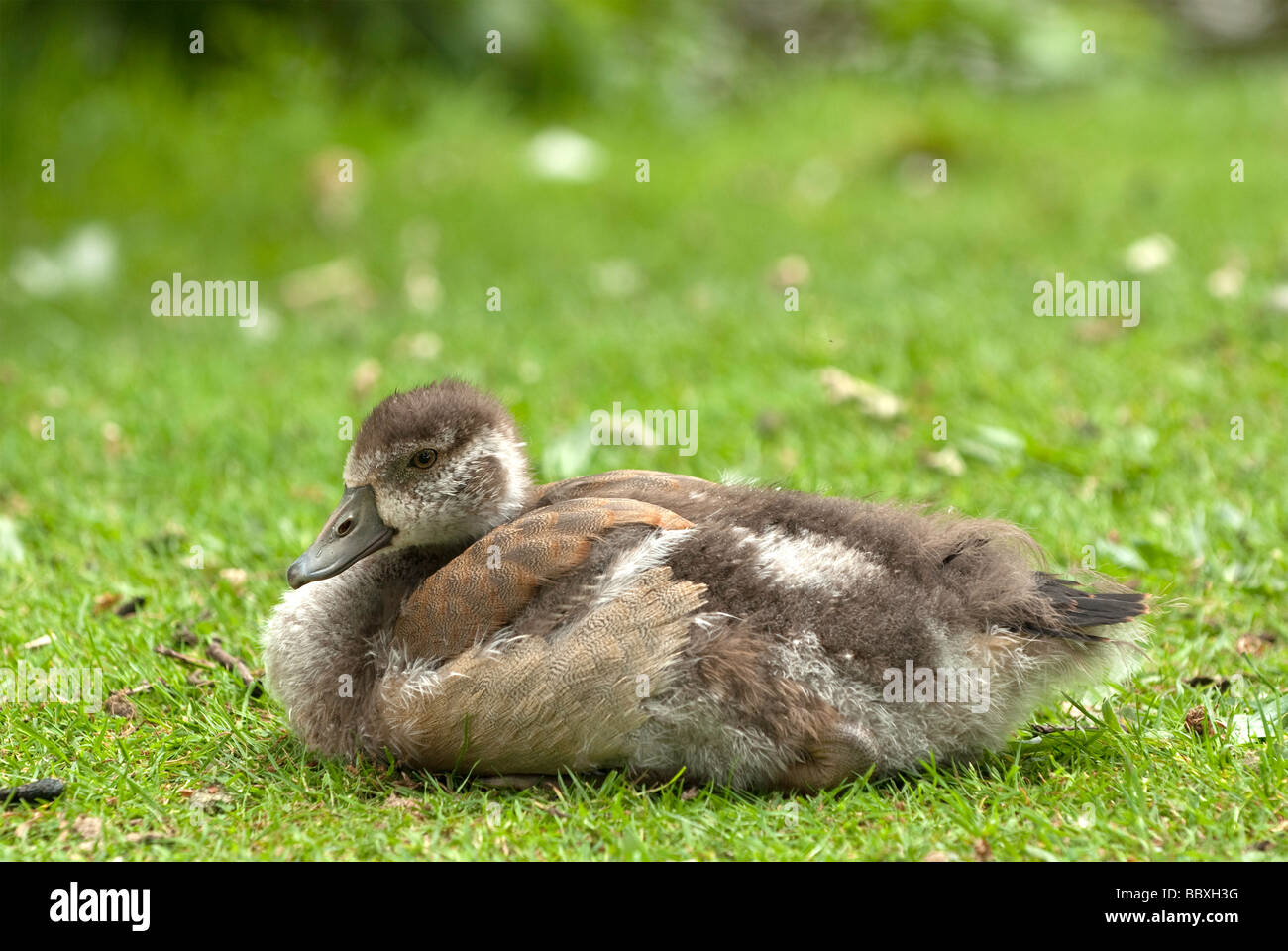 Cute Egyptian goose chick sitting in the green grass Stock Photo - Alamy