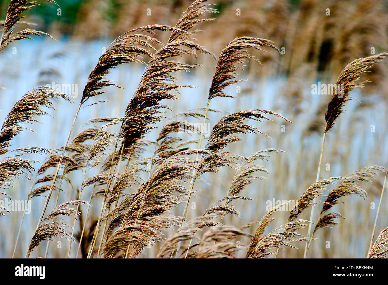 common reed ( Phragmites australis ) flowers Stock Photo - Alamy