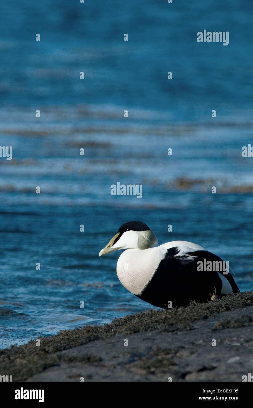 Male common eider duck hi-res stock photography and images - Alamy