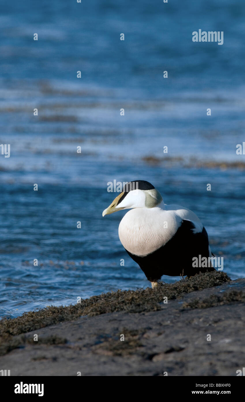 male common eider duck at edge of loch beg isle of mull scotland Stock ...