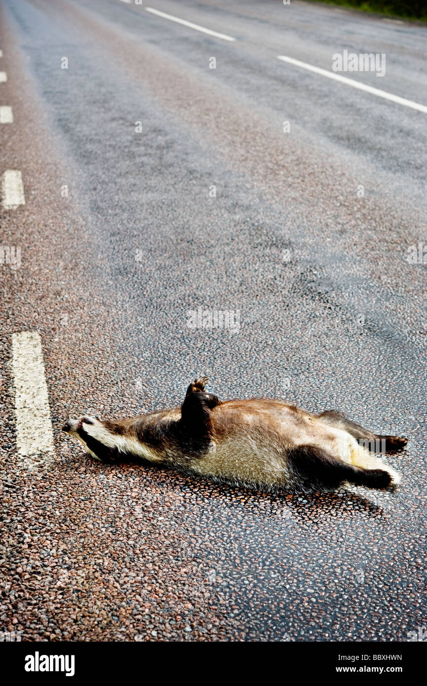 Badger damage hi-res stock photography and images - Alamy