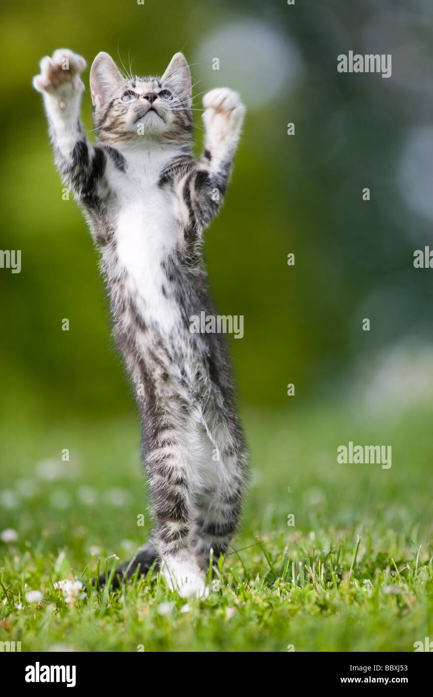 Kittens playing outside in grass hi-res stock photography and images ...