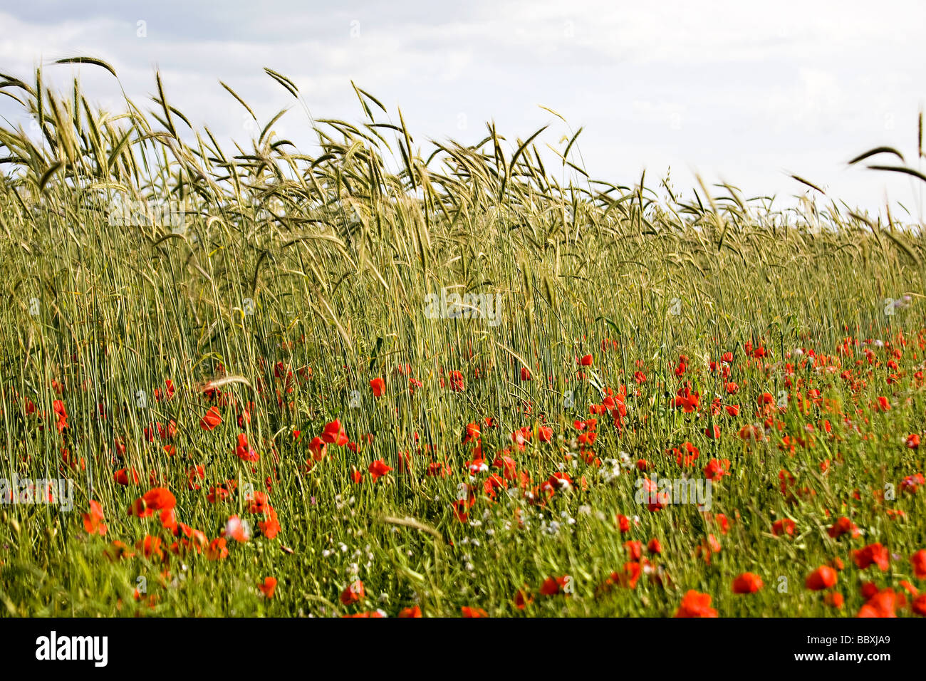 Field of triticale wheat and poppies for wild bird food Stock Photo - Alamy
