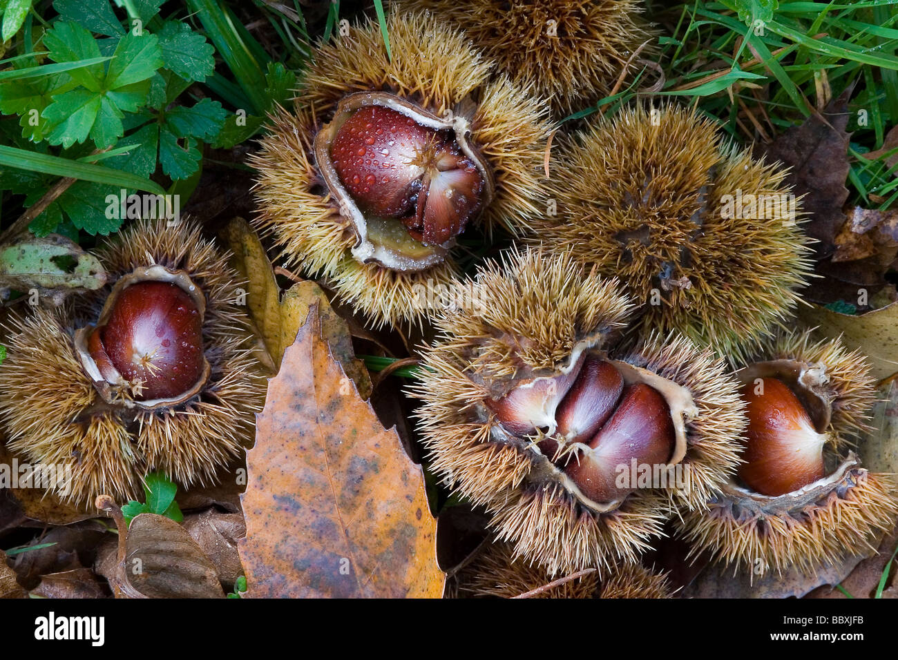 Castanea nut fruits hi-res stock photography and images - Alamy