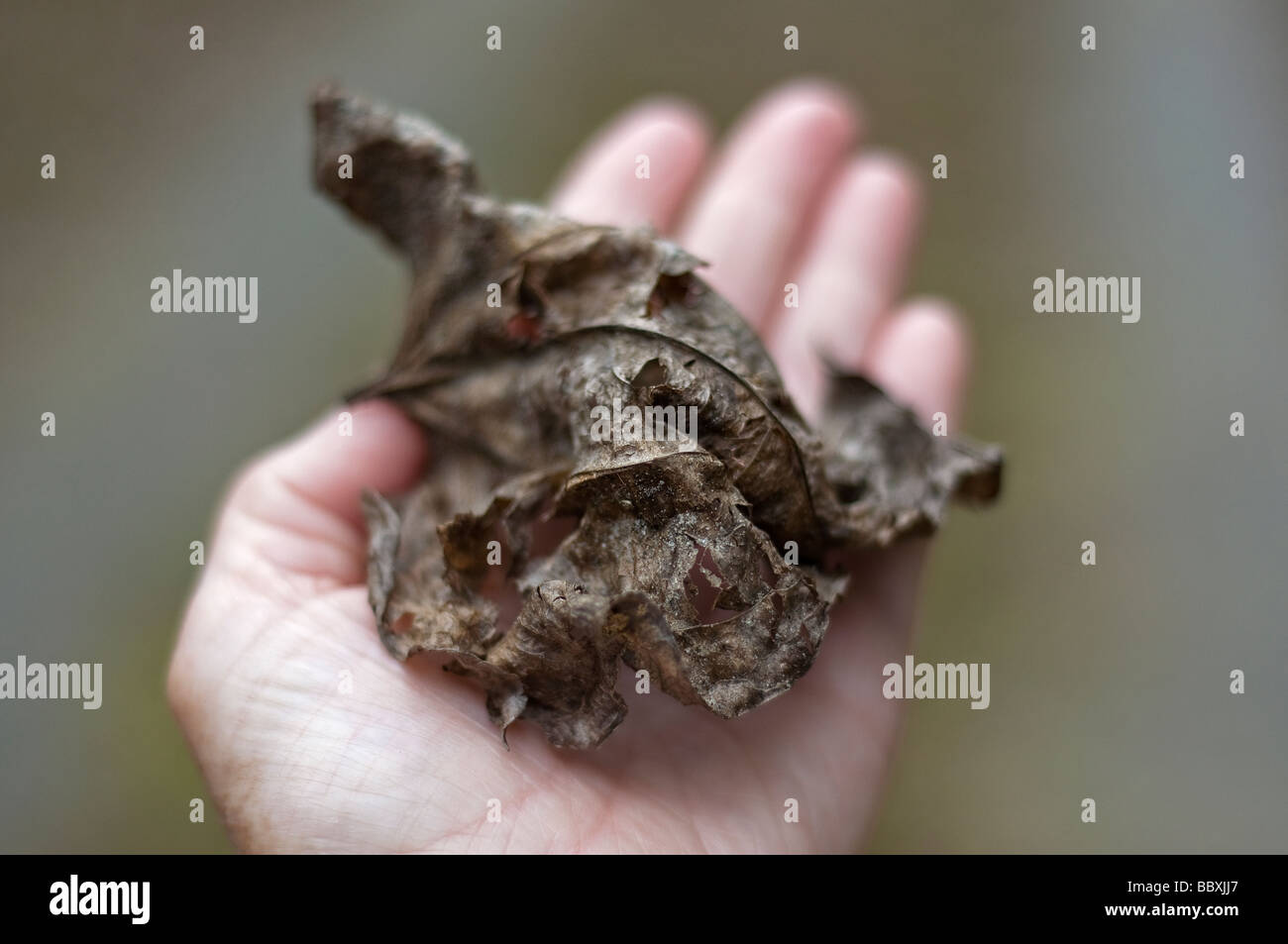 hand holding blackened shriveled dead leaf Stock Photo - Alamy