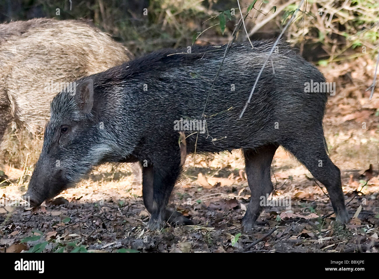 Indian boar, Sus scrofa cristatus, also known as the Andamanese pig or ...