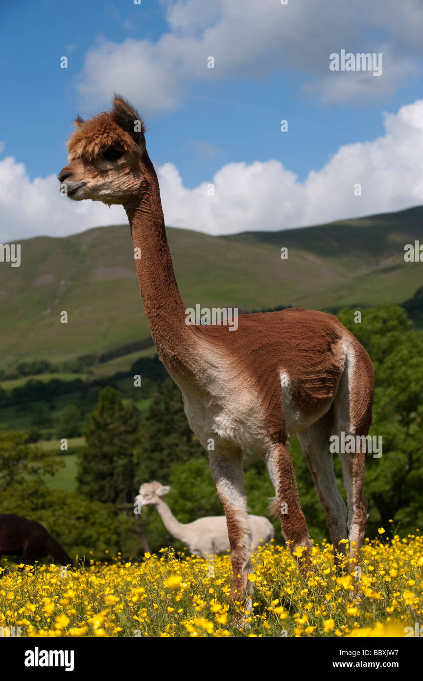 Sheared llama hi-res stock photography and images - Alamy