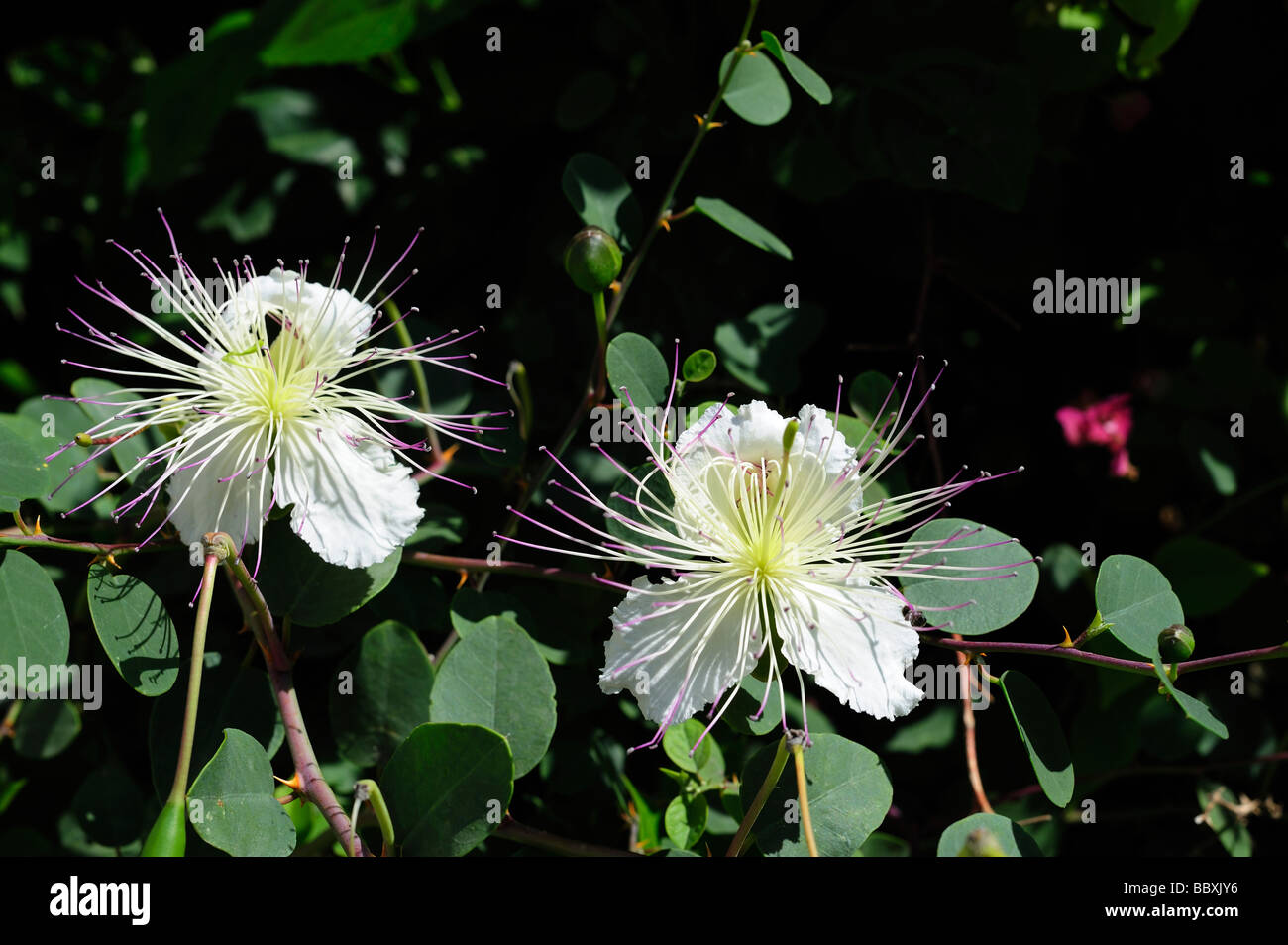 Wild flowers cyprus hi-res stock photography and images - Alamy