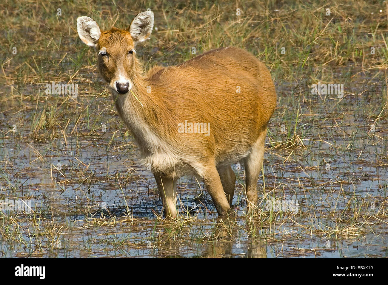 Female Barasingha aka Swamp deer, Cervus duvauceli, Kanha Tiger Reserve ...