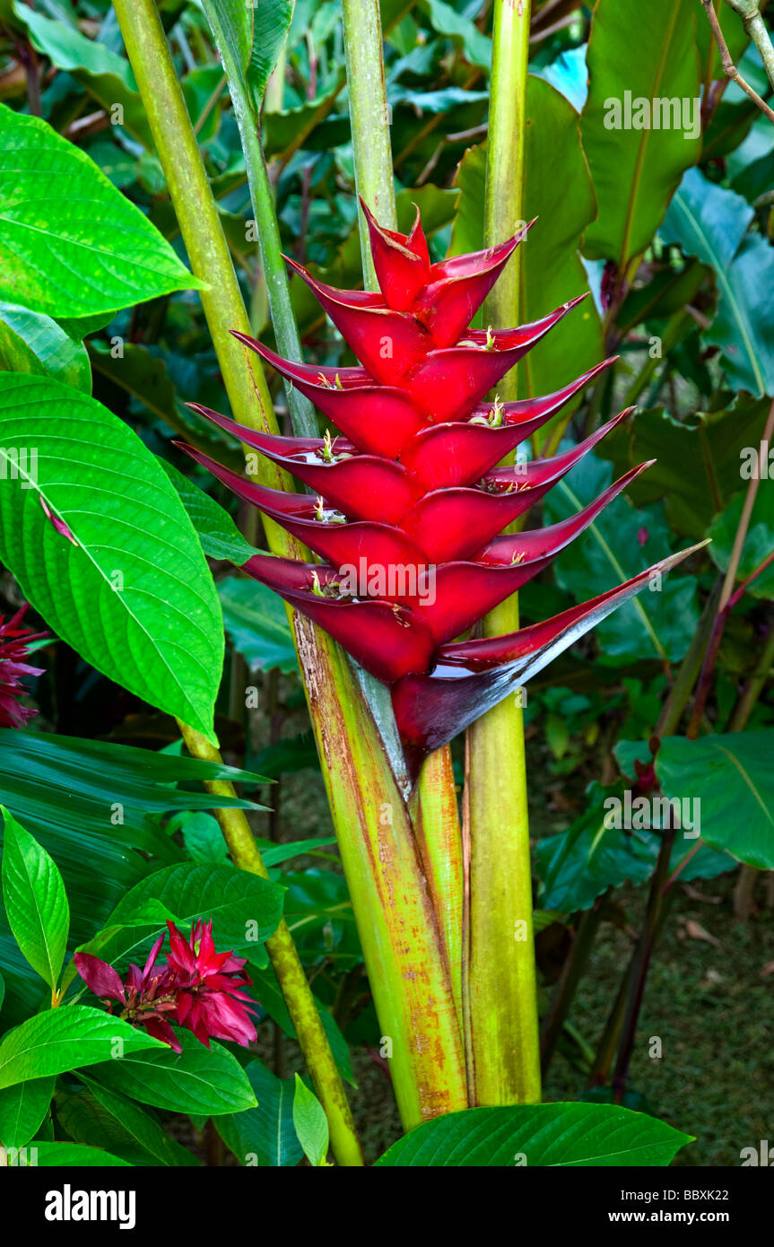 Deep red Heliconia species flowers in the jungles of Costa Rica ...