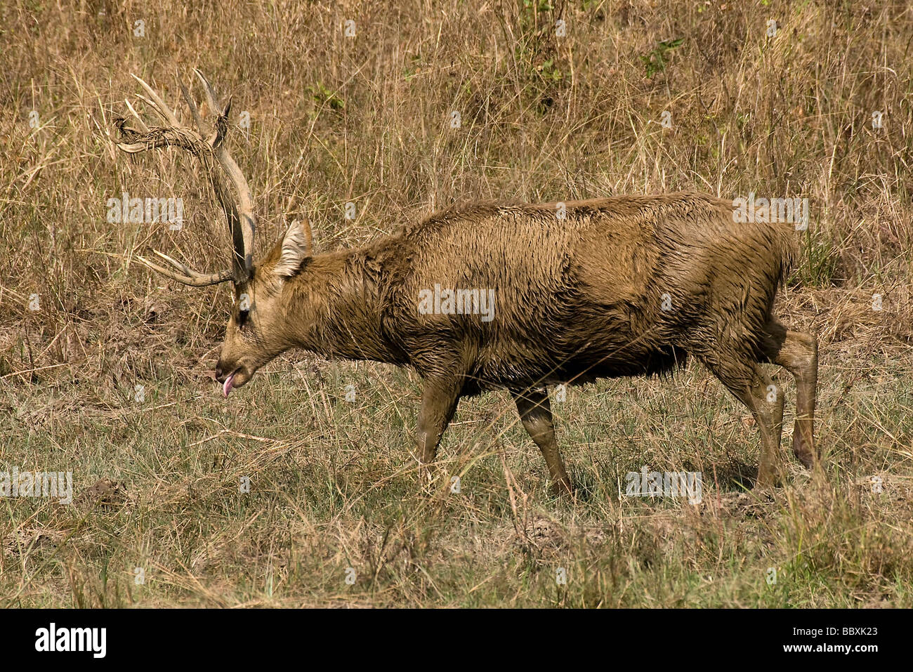 Stag Barasingha aka Swamp deer, Cervus duvauceli, Kanha Tiger Reserve ...