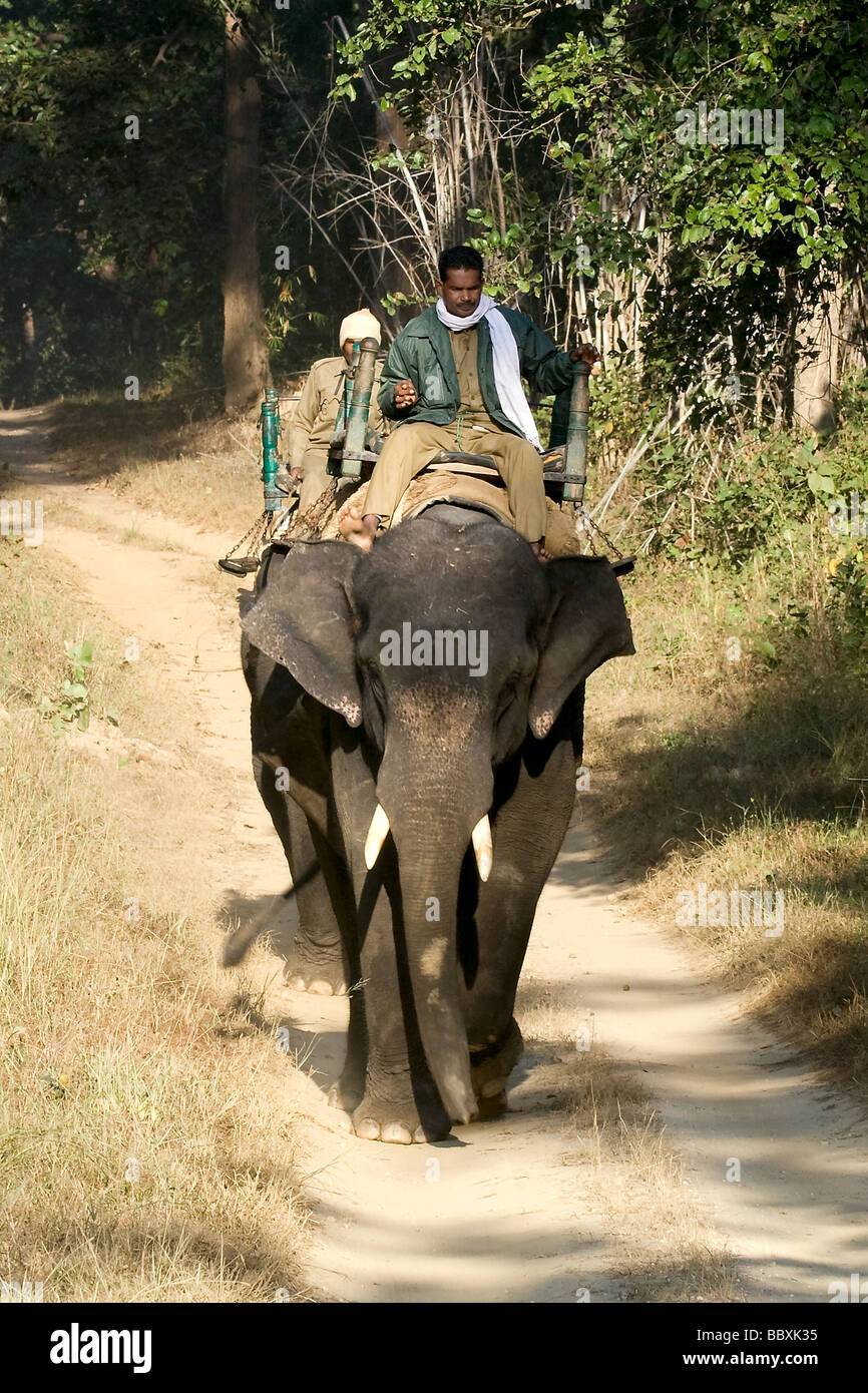 Elephant forest patrol hi-res stock photography and images - Alamy