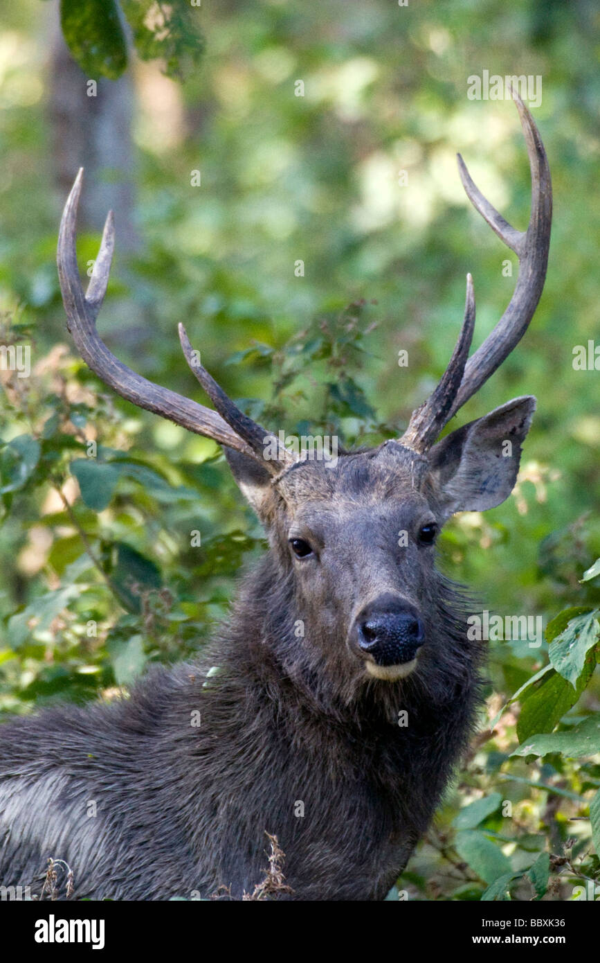 Swamp Undergrowth High Resolution Stock Photography and Images - Alamy