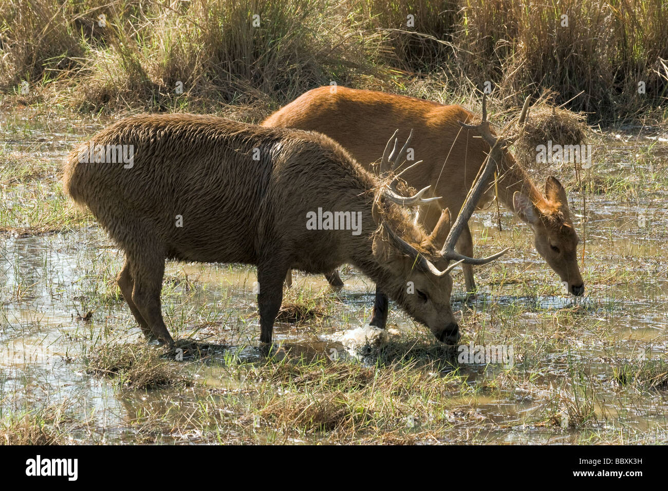 The barasingha aka swamp deer hi-res stock photography and images - Alamy