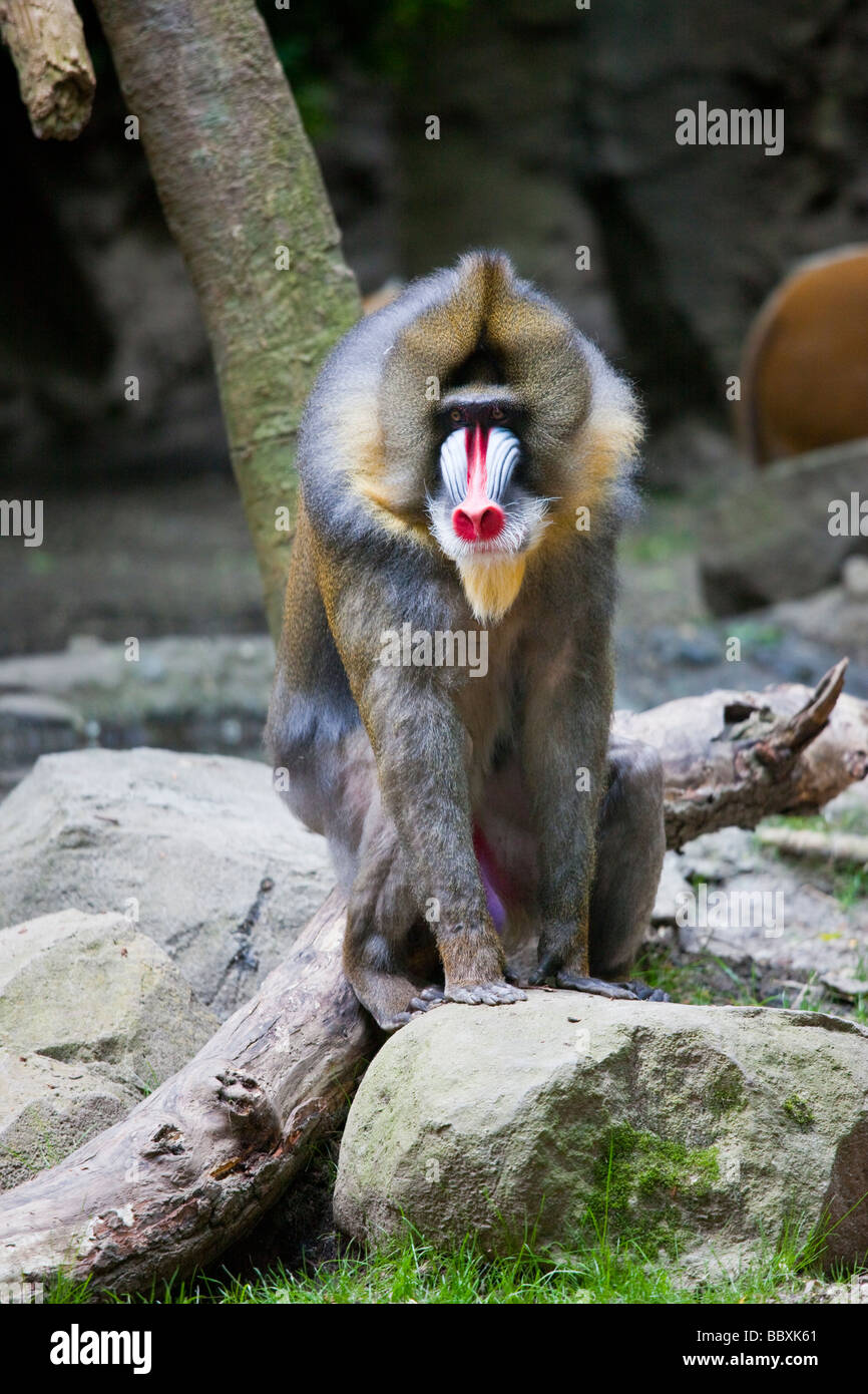 Mandrill or Mandrillus Sphinx in the Bronx Zoo in New York City Stock ...