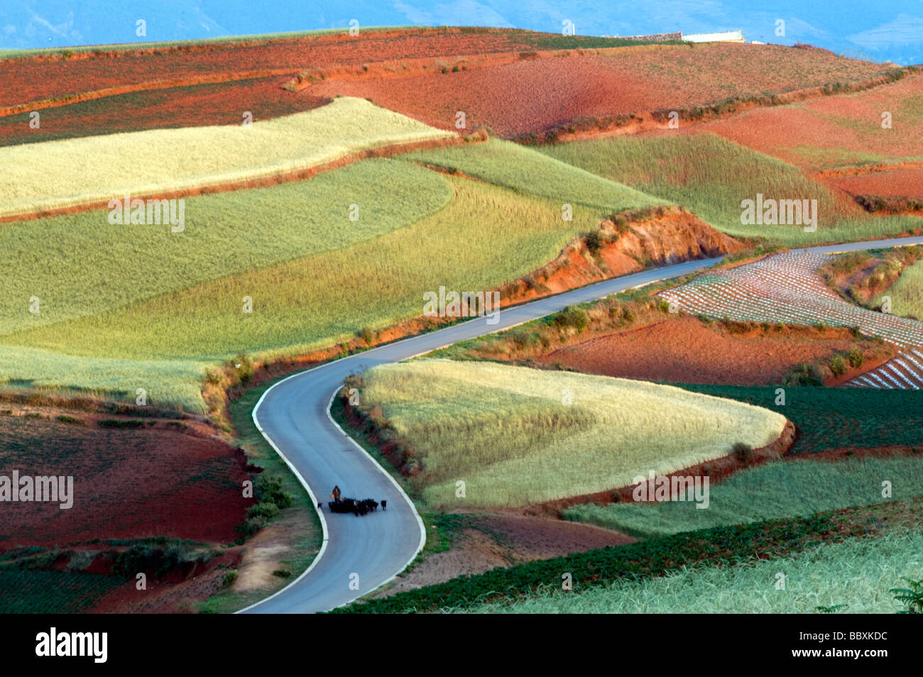 Agriculture in China: The Red Soil Area of Dongchuan is a high-altitude ...