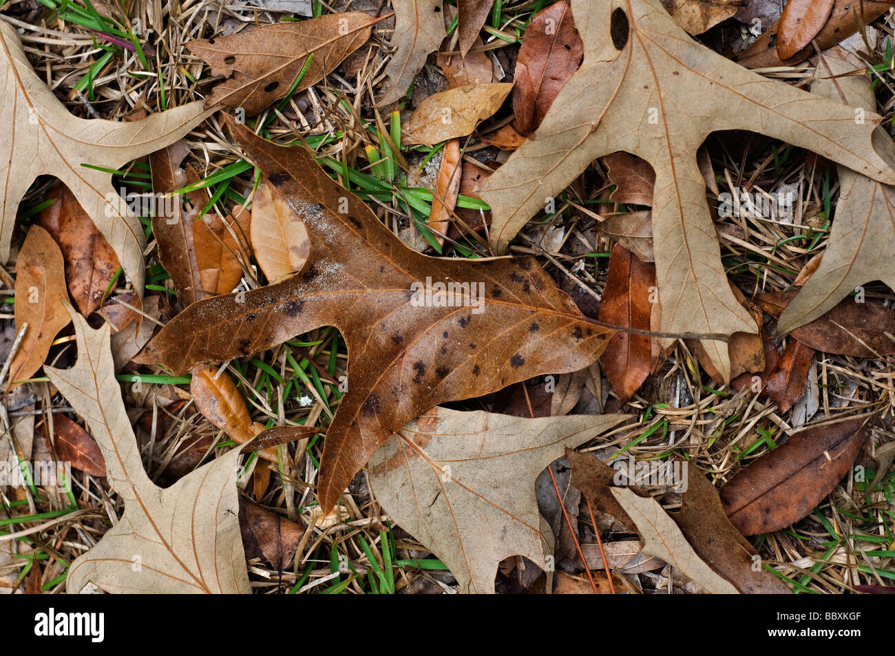 dead leaves litter the ground during autumn, North Florida Stock Photo ...