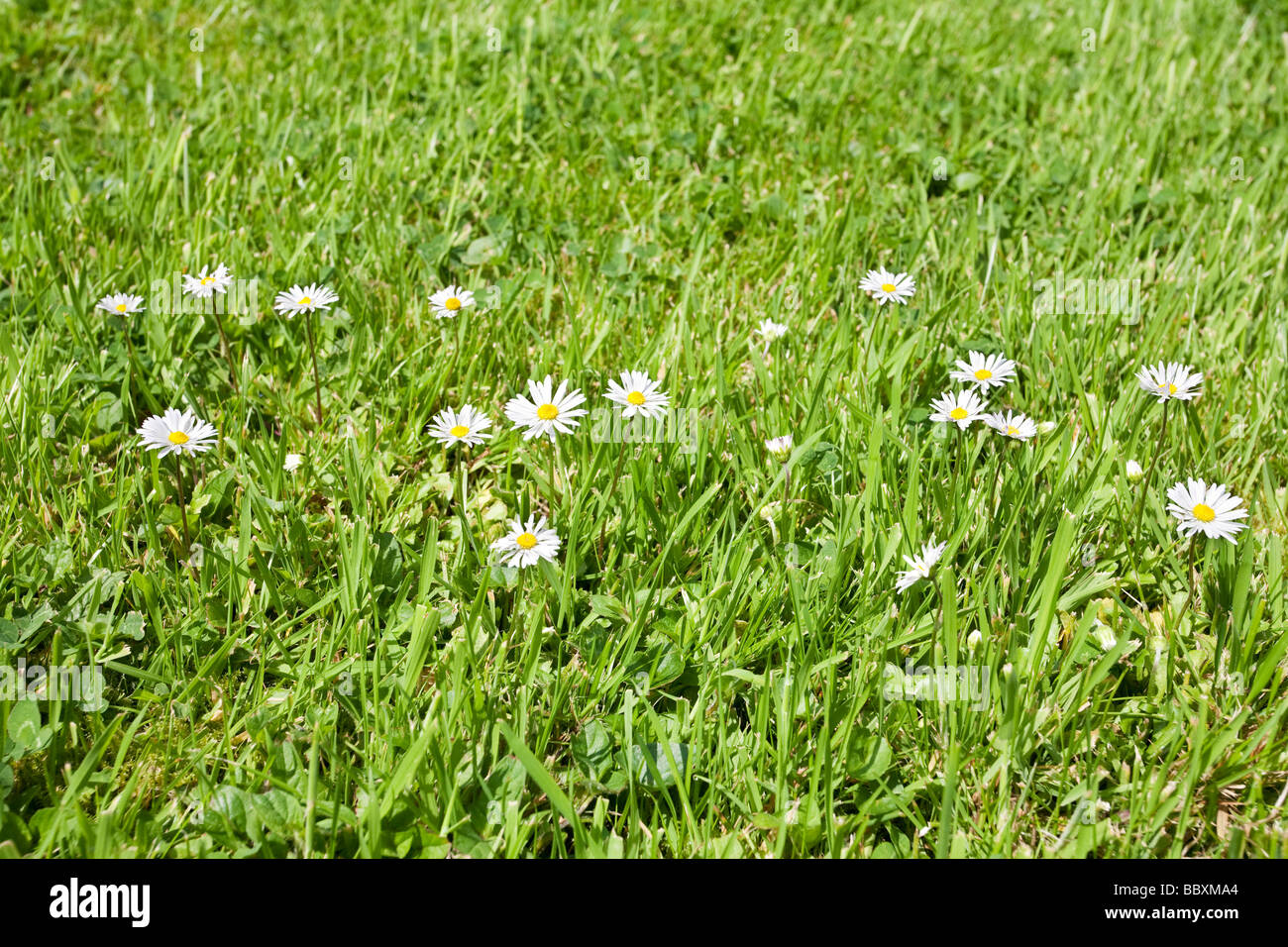 daisy growing on a grass lawn in summer Stock Photo - Alamy