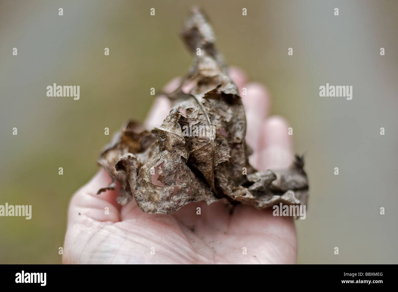 hand holding blackened shriveled dead leaf Stock Photo - Alamy