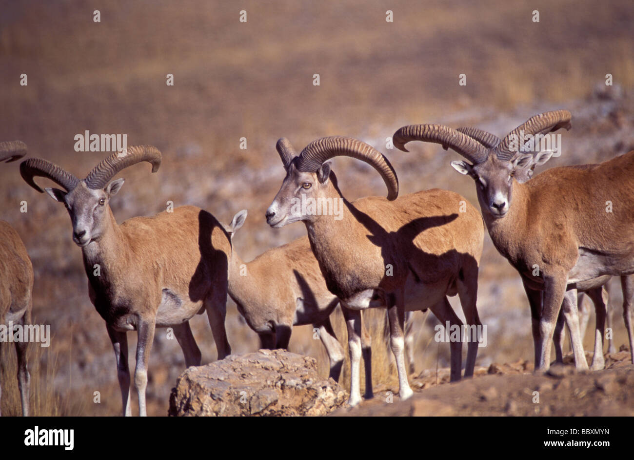 Ovis Gmelinii Anatolia Turkey High Resolution Stock Photography and ...