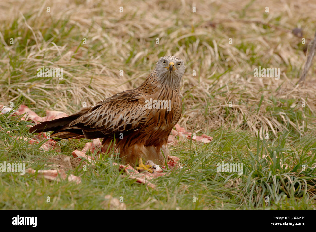 Red Kite Milvus milvus At feeding station Photographed in Wales Stock ...