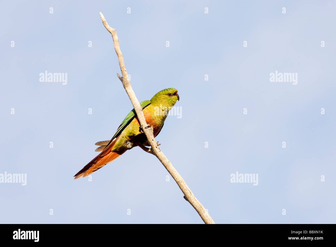 Austral Parakeet Perched on a Branch, Torres Del Paine National Park ...
