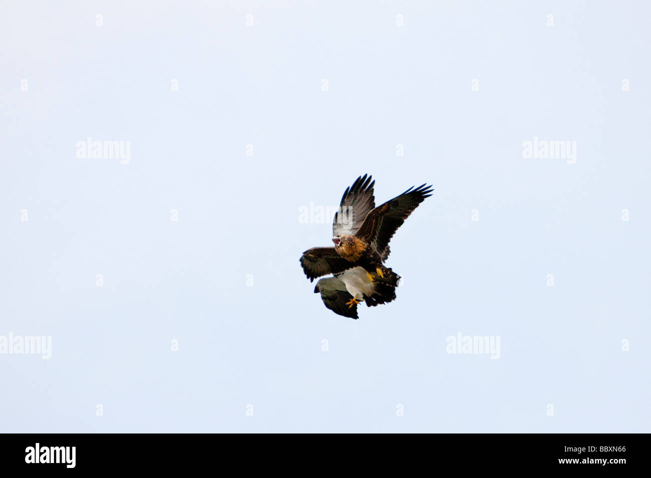 Black-breasted Buzzard Eagles Mating over Patagonia Stock Photo - Alamy