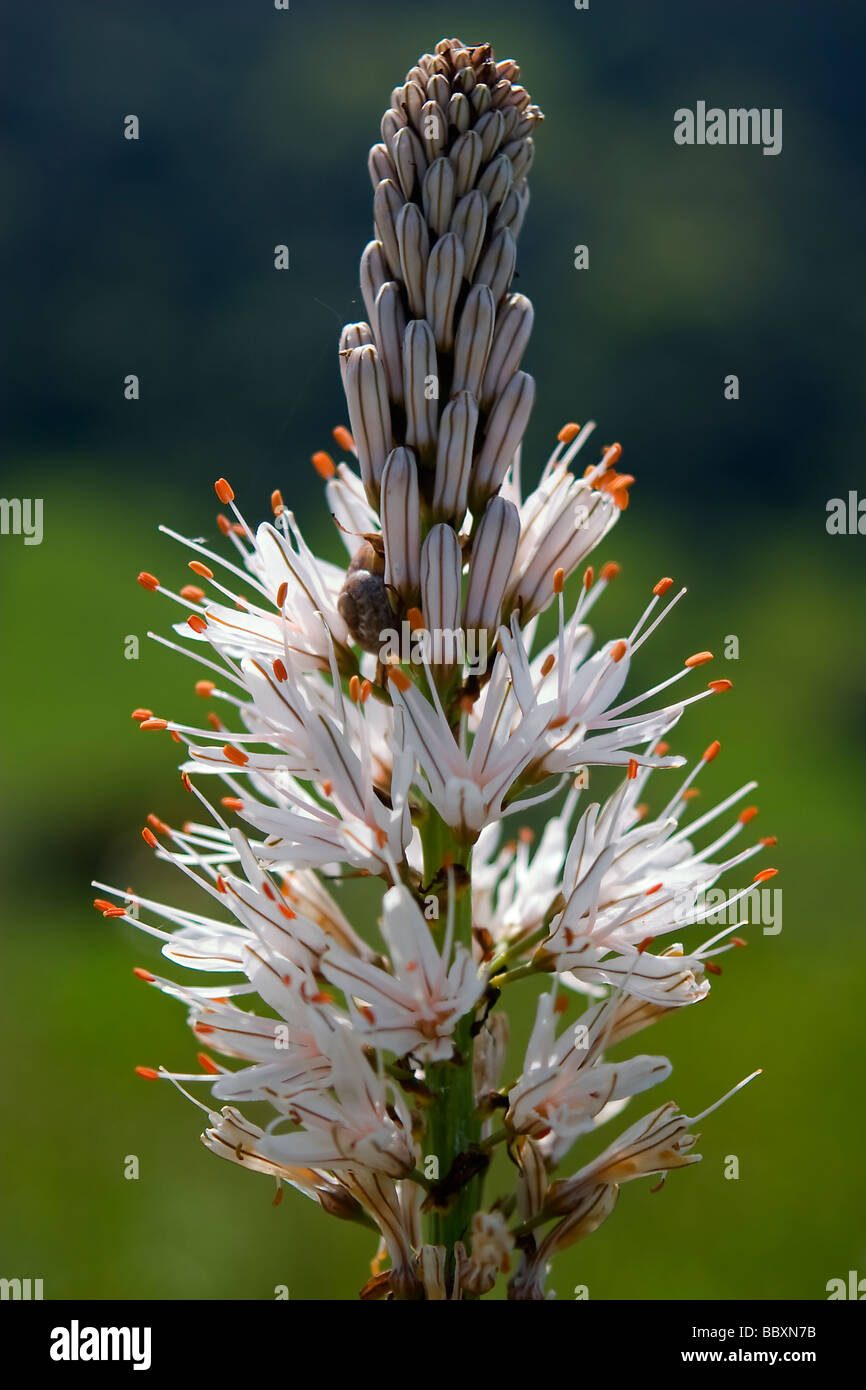 White asphodel (Asphodelus albus Stock Photo - Alamy