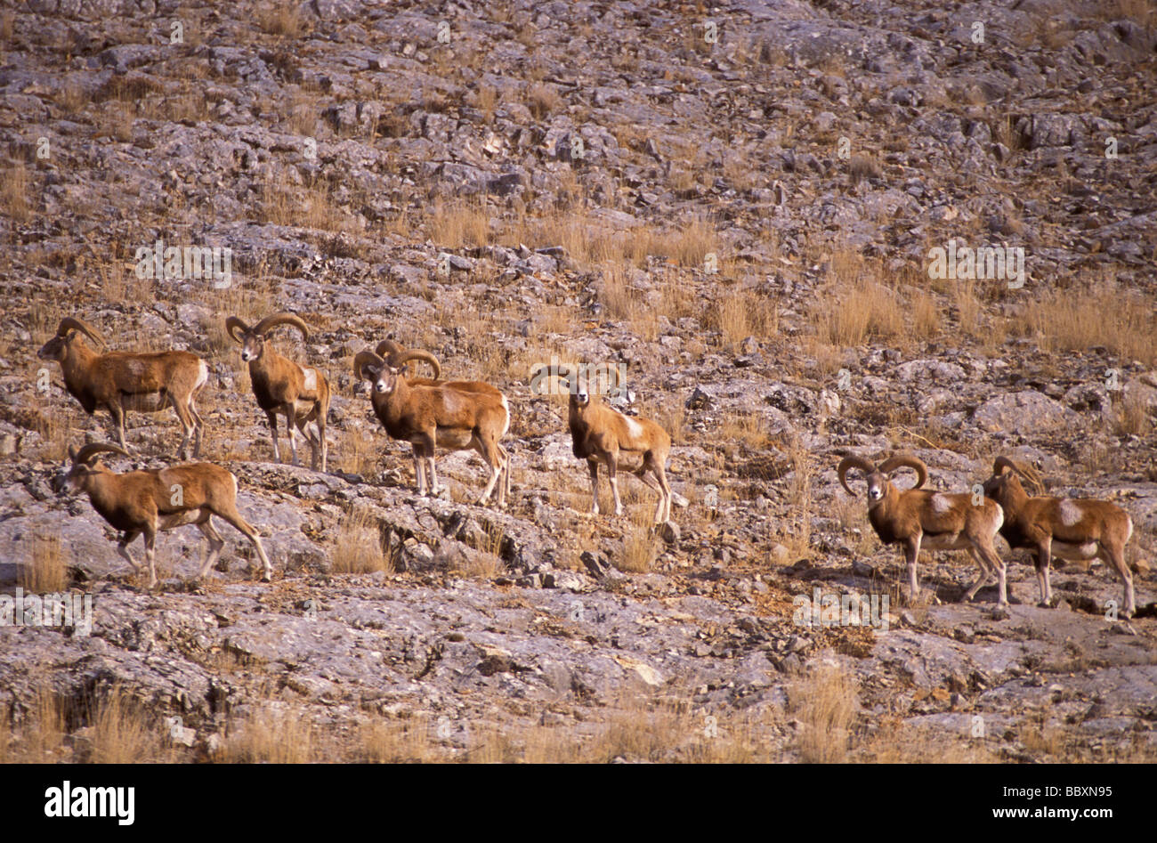 Male mountain goats, Ovis gmelinii anatolica, Bozdag Konya Turkey Stock ...