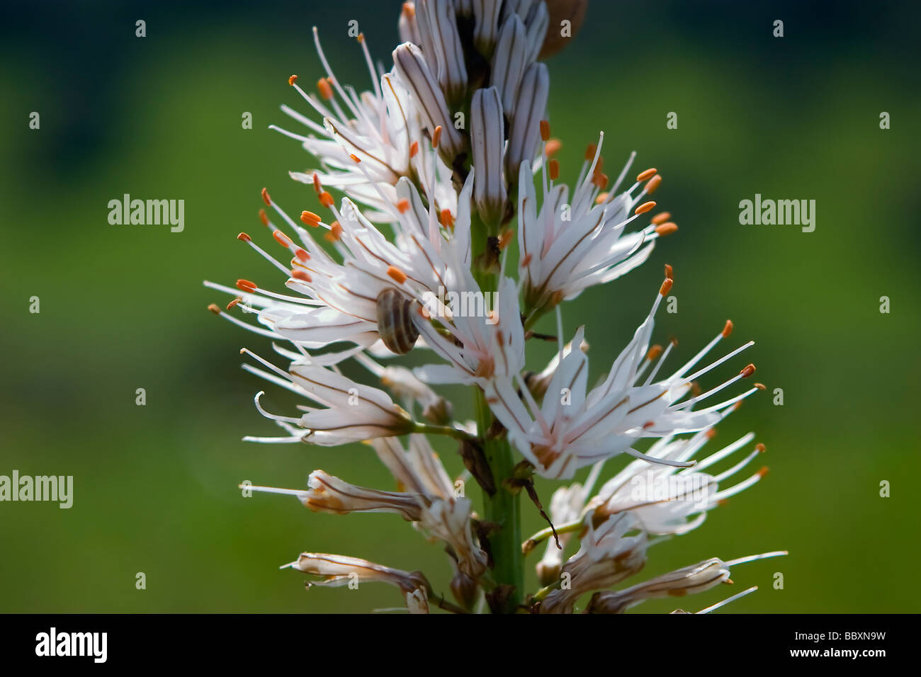 White asphodel (Asphodelus albus Stock Photo - Alamy