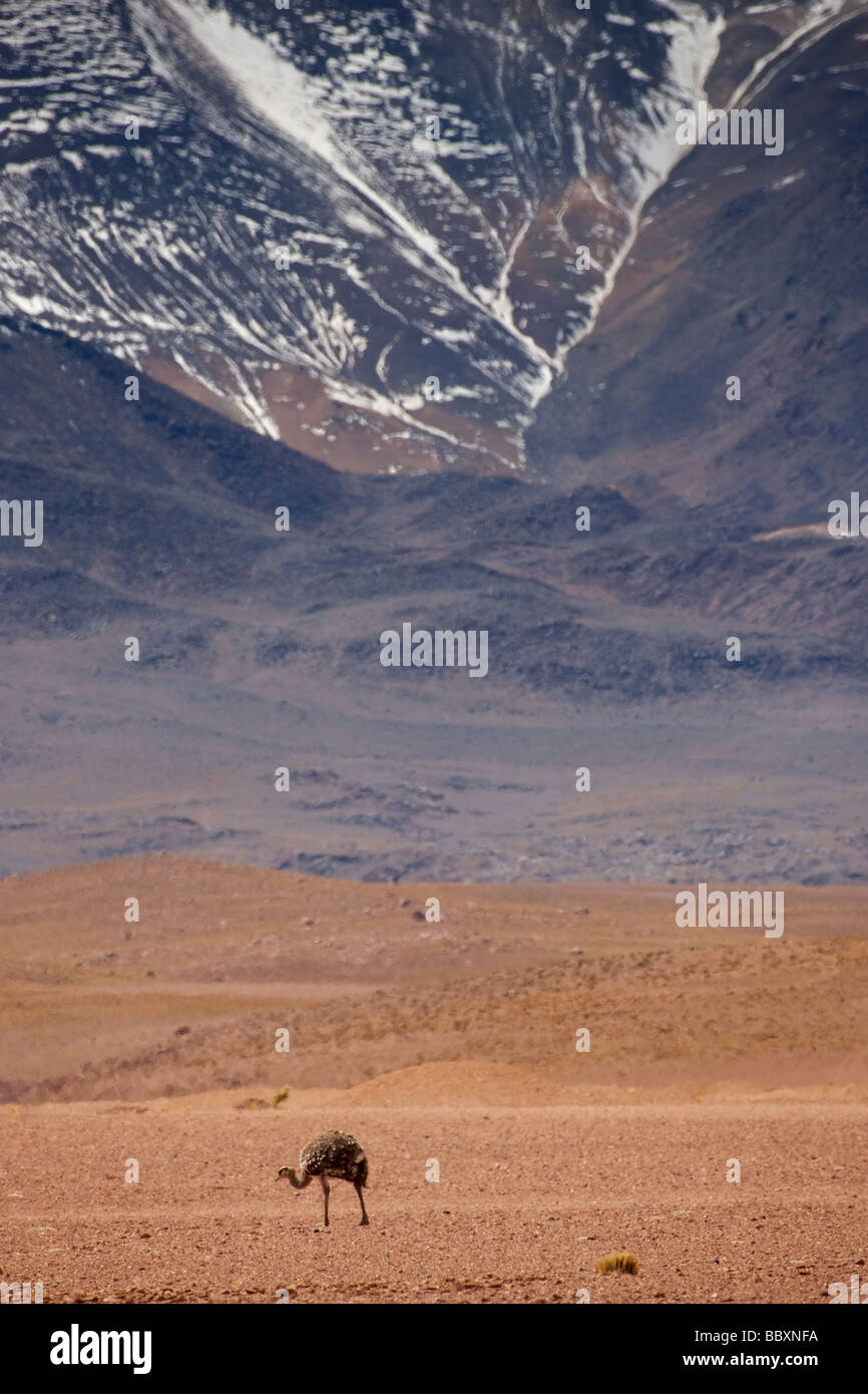 Rhea Tarapacensis High Resolution Stock Photography and Images - Alamy