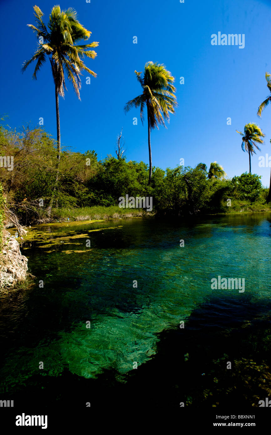 Palm leave jamaica hi-res stock photography and images - Alamy