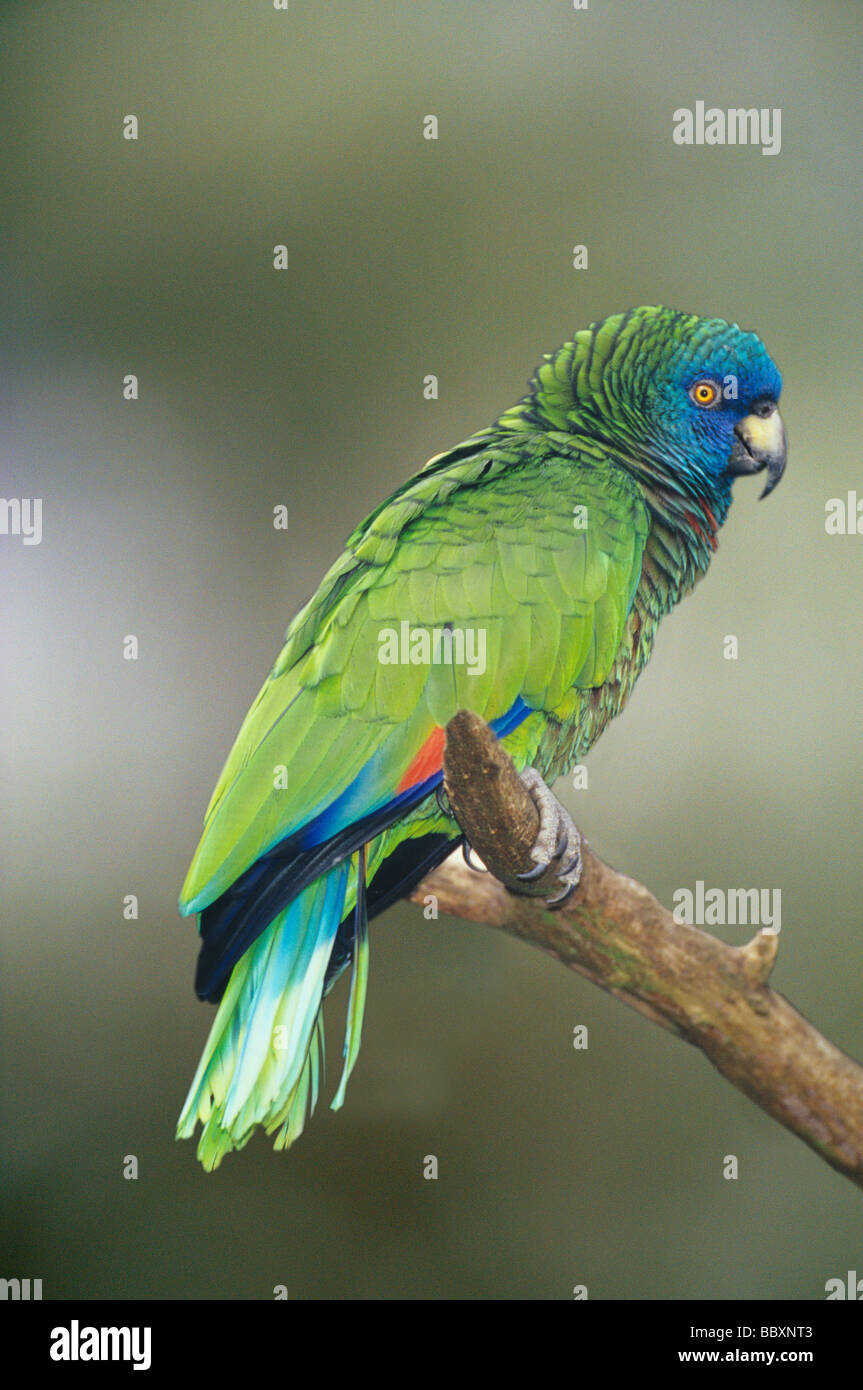 St lucia parrot neophema chrysogaster hi-res stock photography and ...