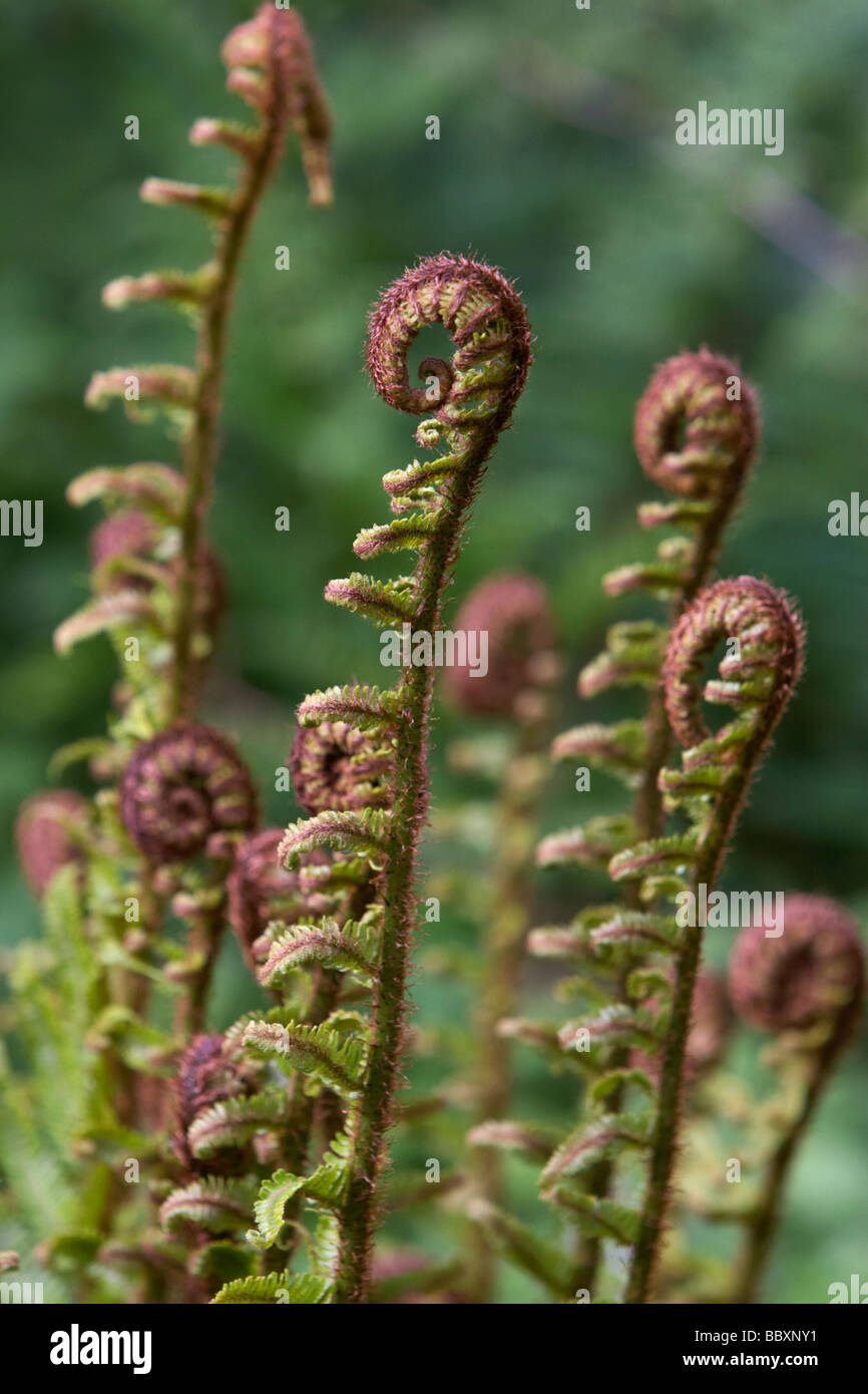 fiddlestick or crozier fern heads in countryside in ireland Stock Photo ...