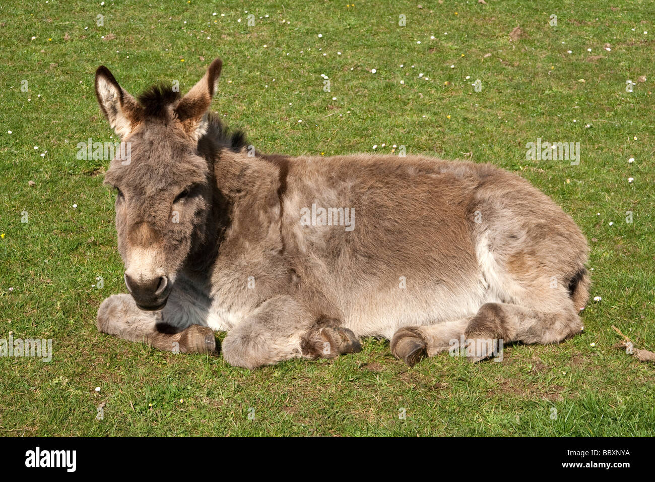 Donkey lying down hi-res stock photography and images - Alamy