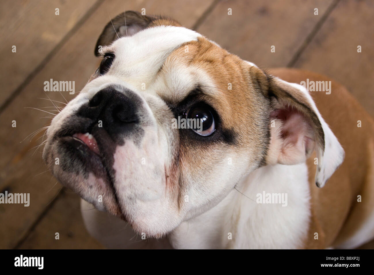 British bull dog puppy Stock Photo - Alamy