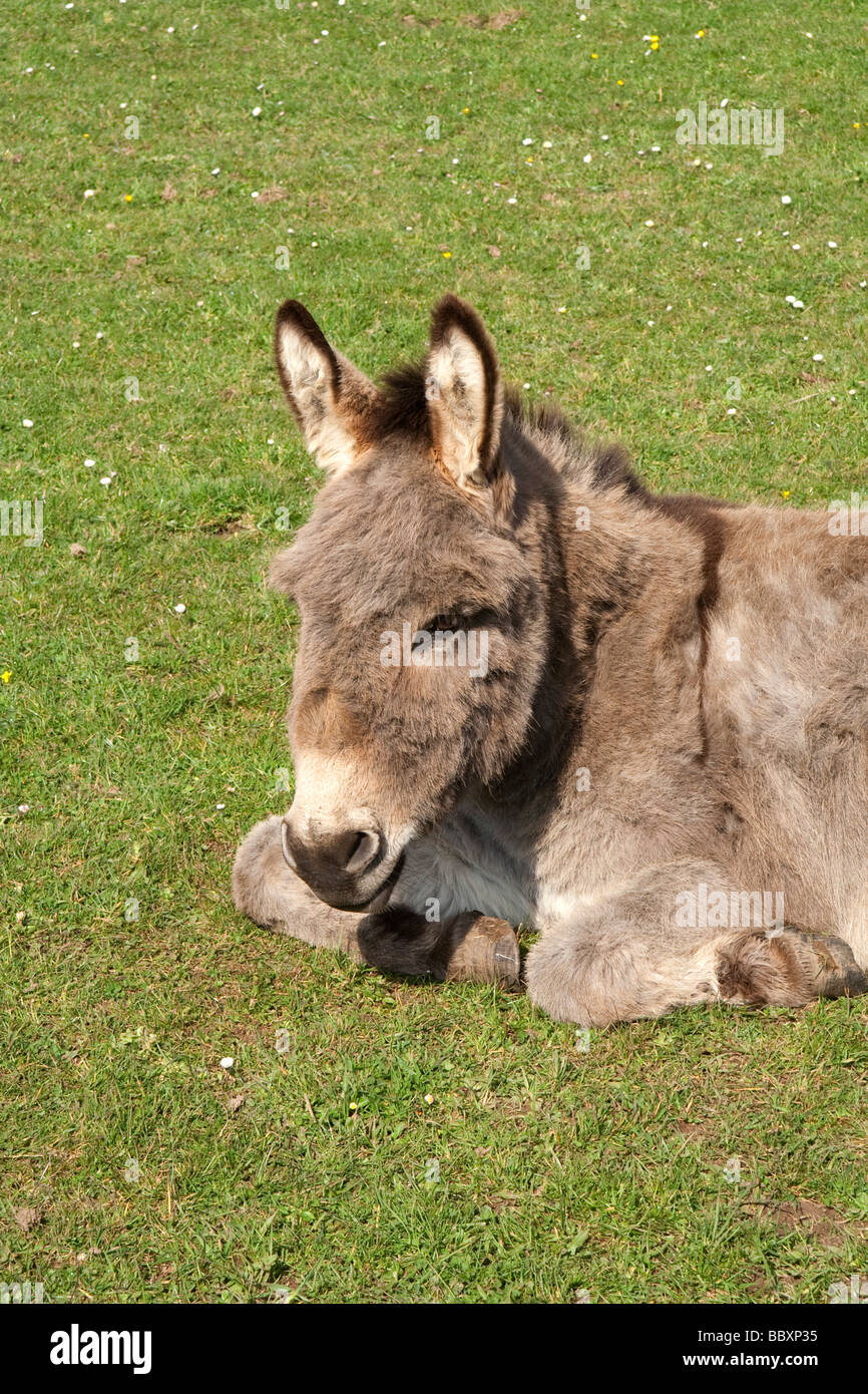 Donkey lying down hi-res stock photography and images - Alamy