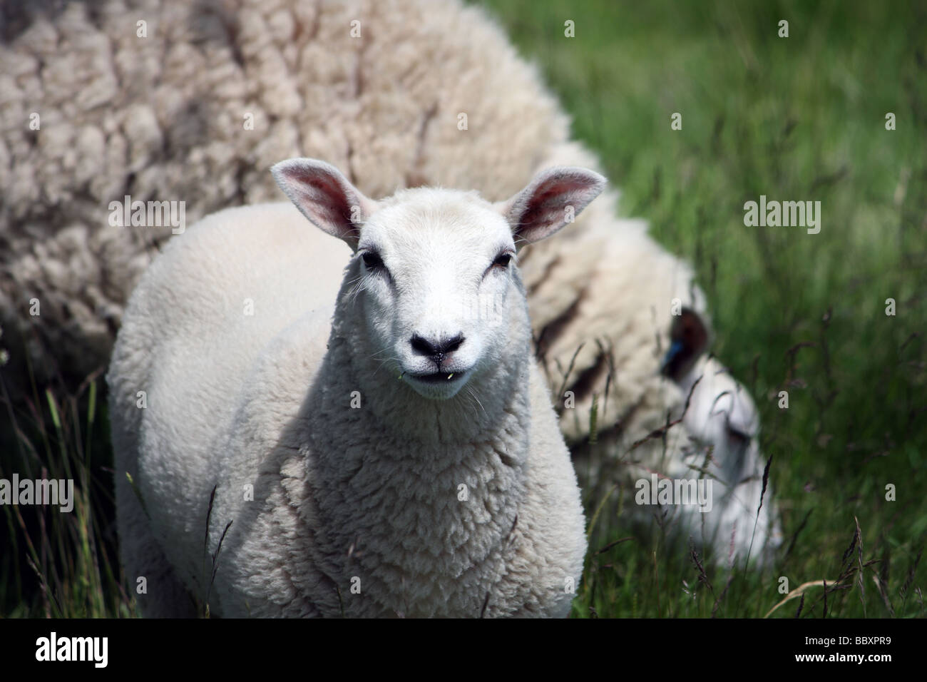 A photograph of sheep Stock Photo - Alamy