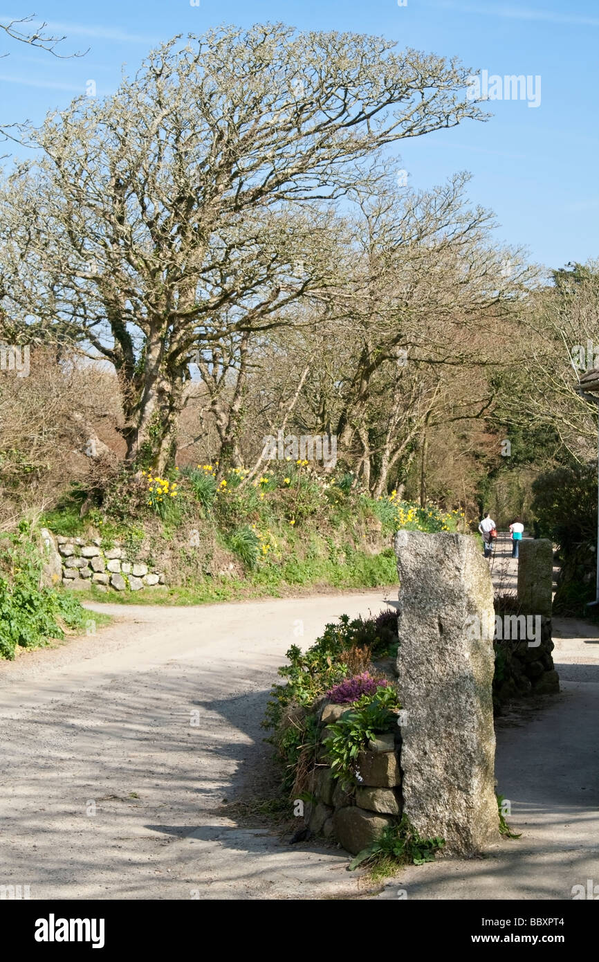 A Cornish country lane in spring Stock Photo - Alamy
