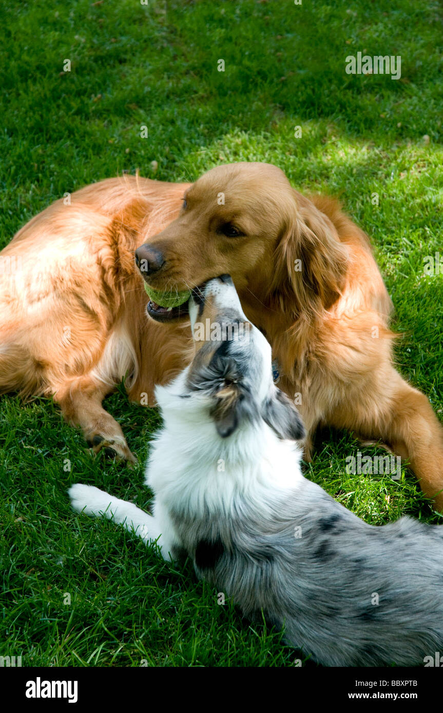 Golden Retriever and Sheltie puppy playing on grass Stock Photo - Alamy