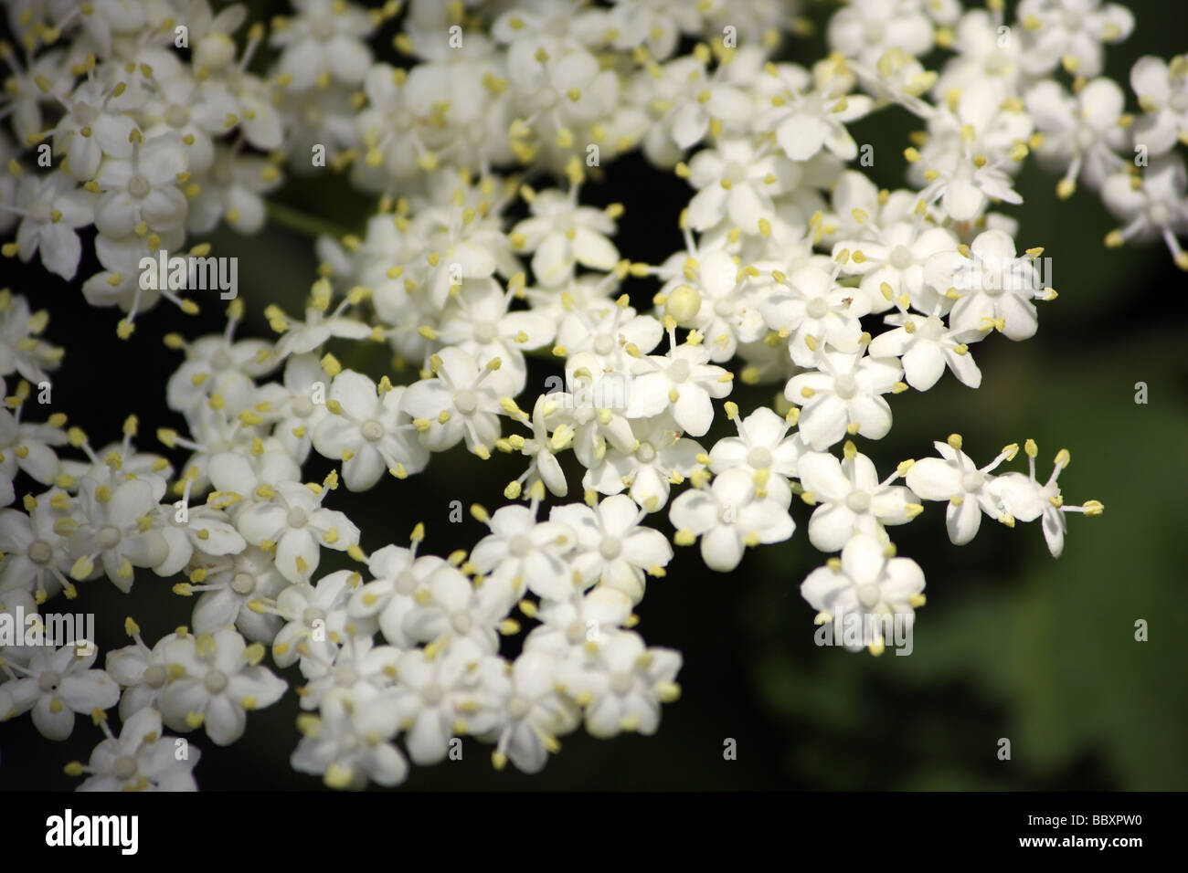 A photograph of elder flower Stock Photo - Alamy