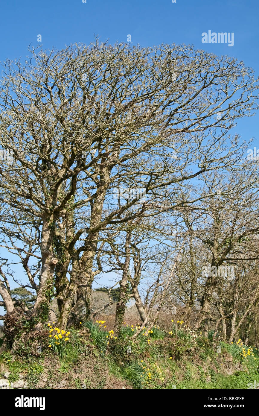 Cornish country lane hi-res stock photography and images - Alamy