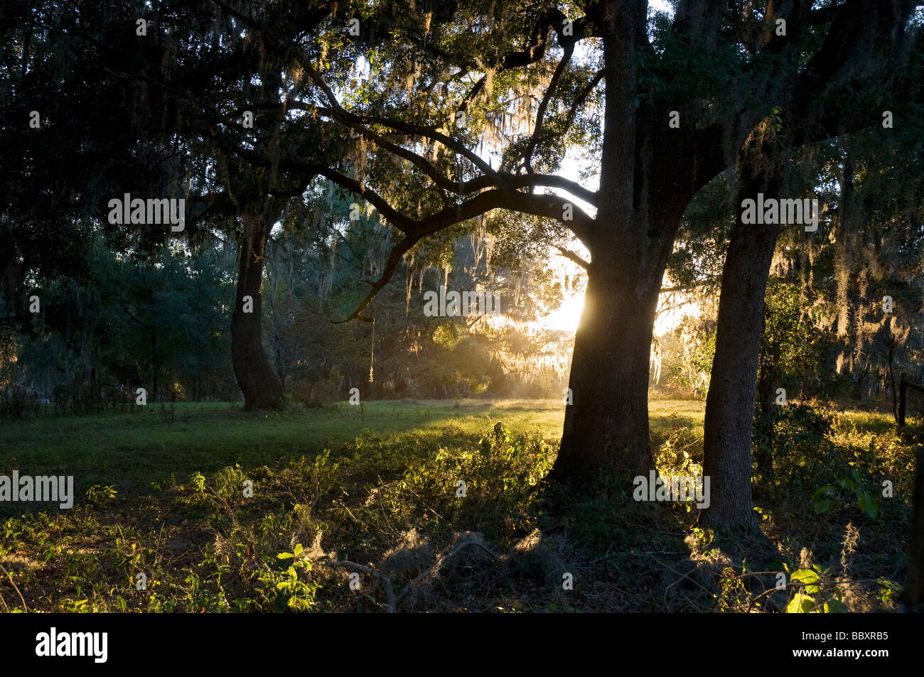 sunset through the oak trees Ft White Florida Stock Photo - Alamy